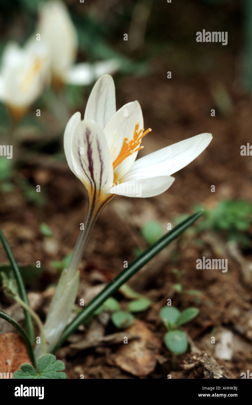 fair crocus (Crocus laevigatus), blooming plant, Greece, Creta Stock ...