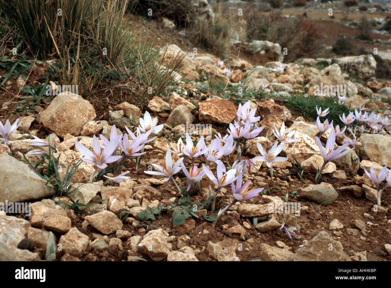 Oreocreticus hi-res stock photography and images - Alamy