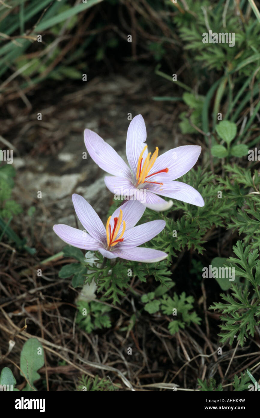 Oreocreticus hi-res stock photography and images - Alamy