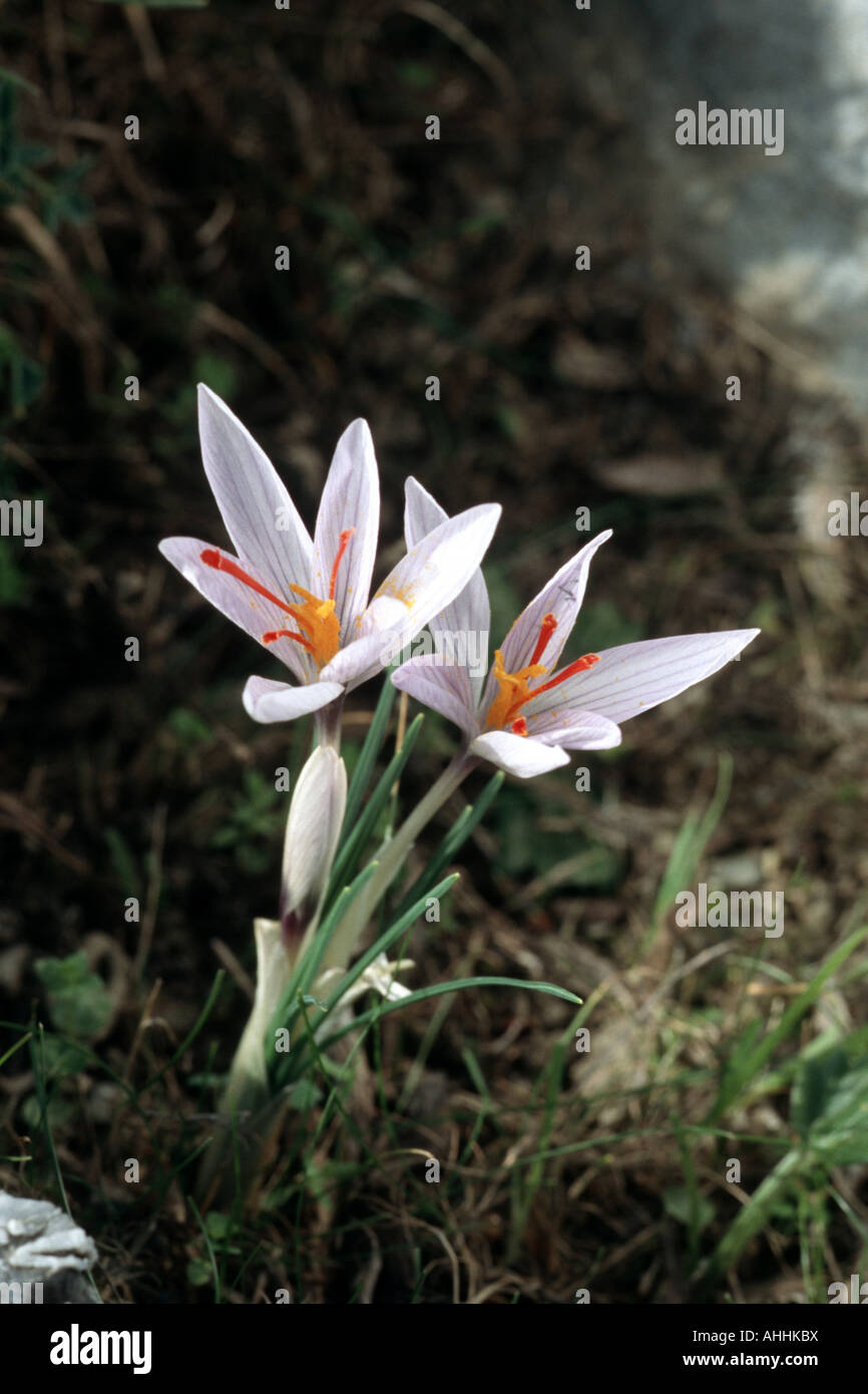 Oreocreticus hi-res stock photography and images - Alamy