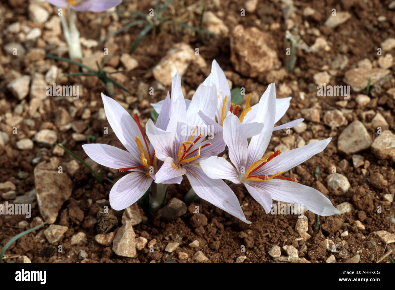 Oreocreticus hi-res stock photography and images - Alamy