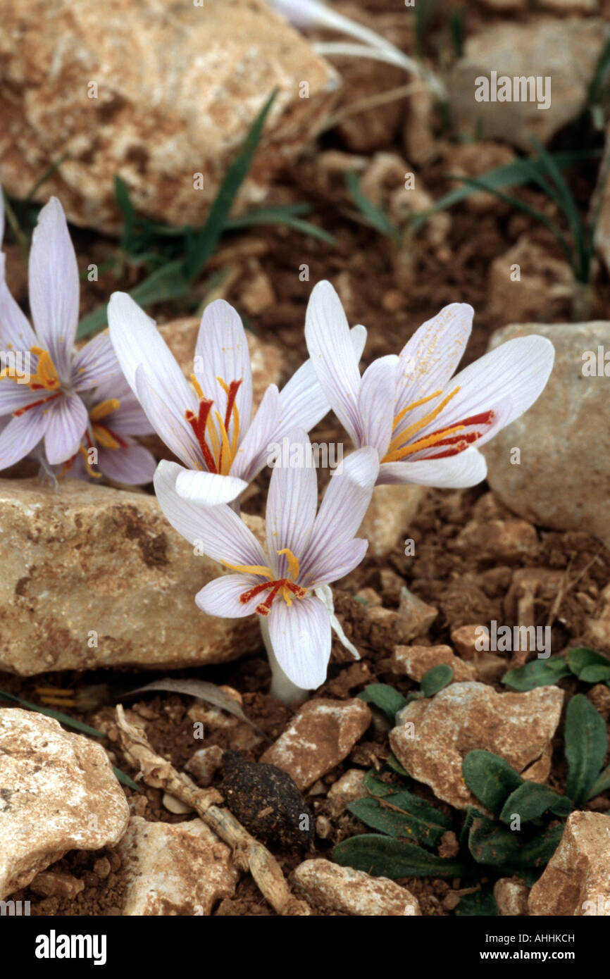 Oreocreticus hi-res stock photography and images - Alamy