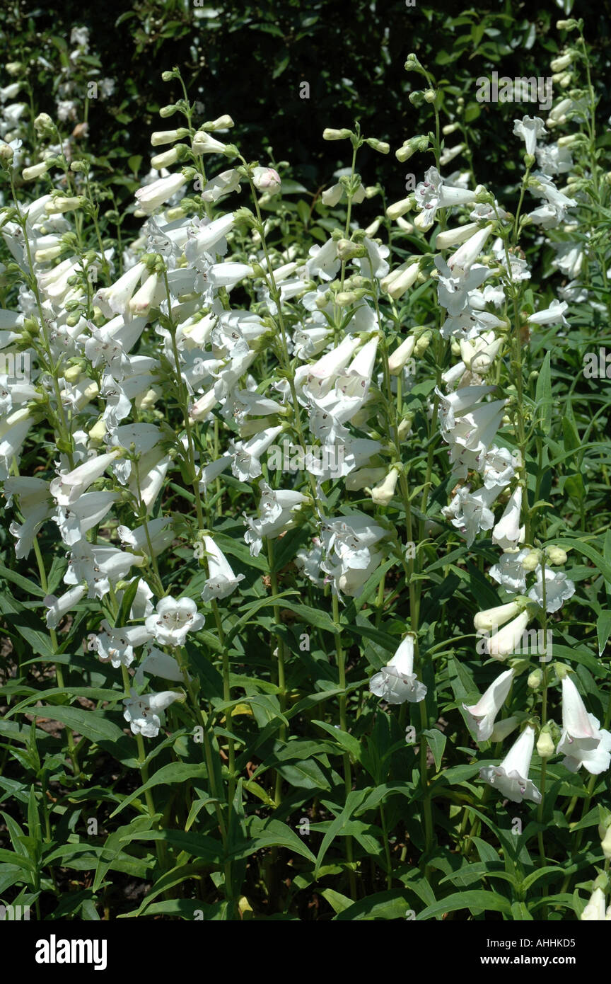 Penstemon Snowstorm Snow storm Summer flowering garden perennial with ...