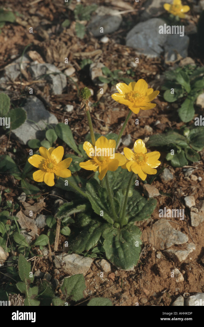 rugose buttercup, rugose crowfoot (Ranunculus bullatus), blooming plant ...