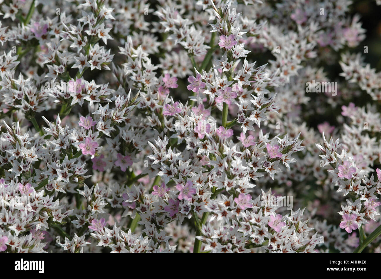 Statice tartarica tatarica Dumosa Dried Flower Stock Photo - Alamy