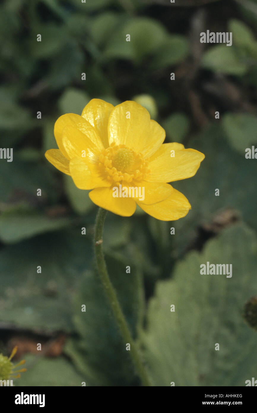 Rugose hi-res stock photography and images - Alamy