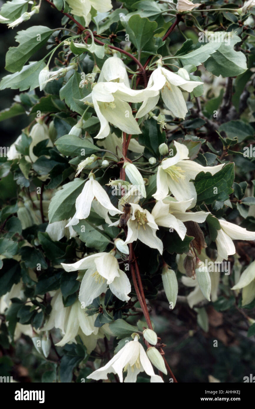 Fern-leaved Clematis, Fernleaved Clematis, Virgin's bower, Virgins ...