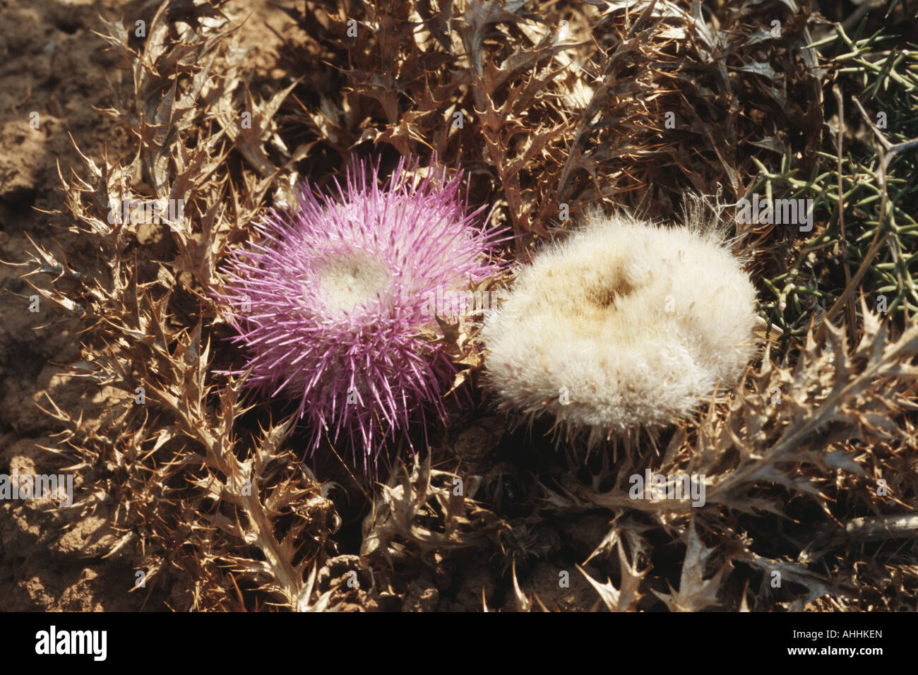 Pine Thistle (Atractylis gummifera), inflorescence, Greece, Creta Stock ...