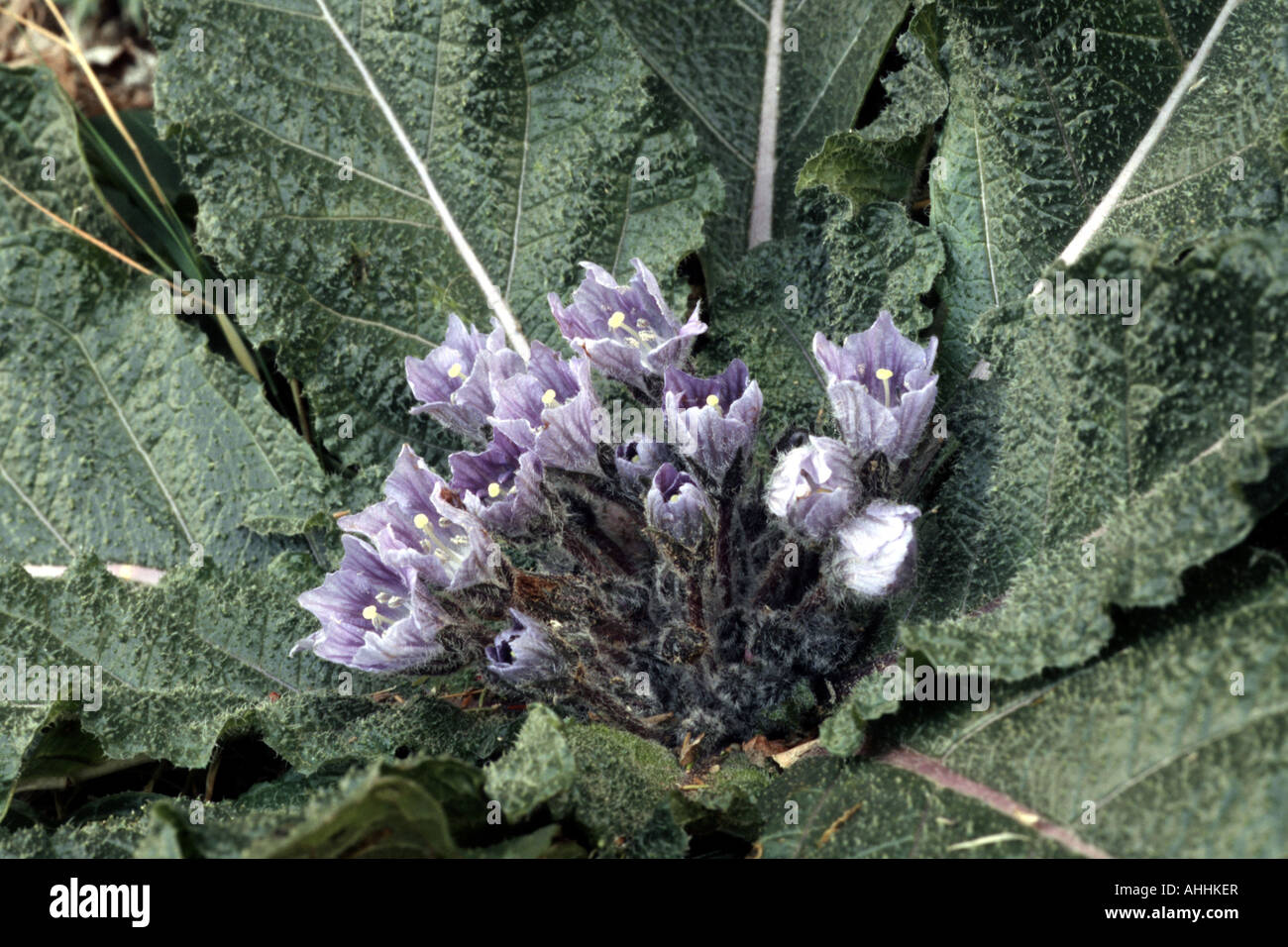 Autumn mandrake (Mandragora autumnalis), blooming plant, Greece, Creta ...