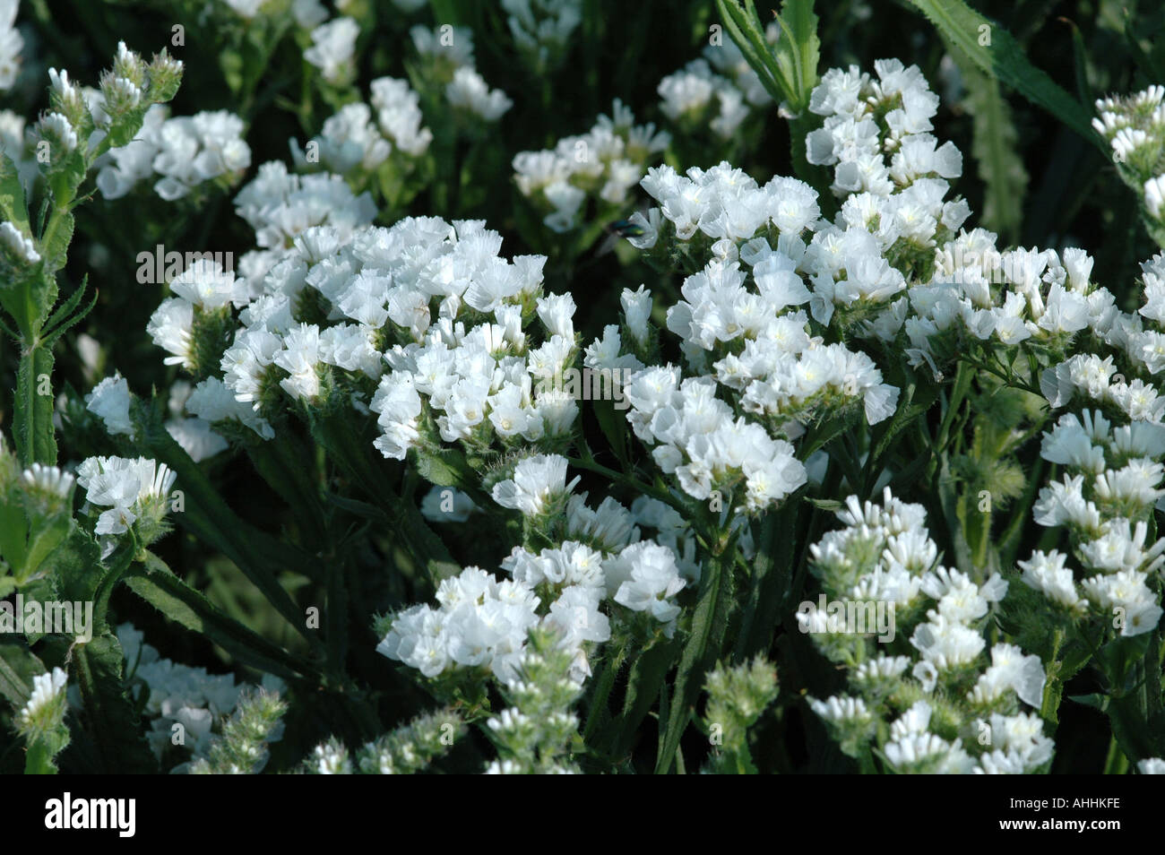 Statice Sunburst White Dried flower Stock Photo - Alamy