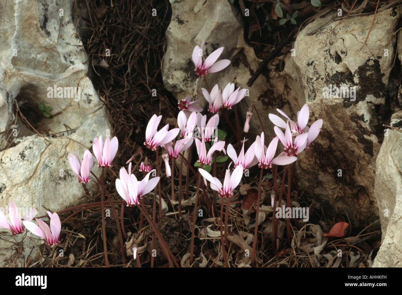 Greek sowbread (Cyclamen graecum), blooming plants between rocks ...