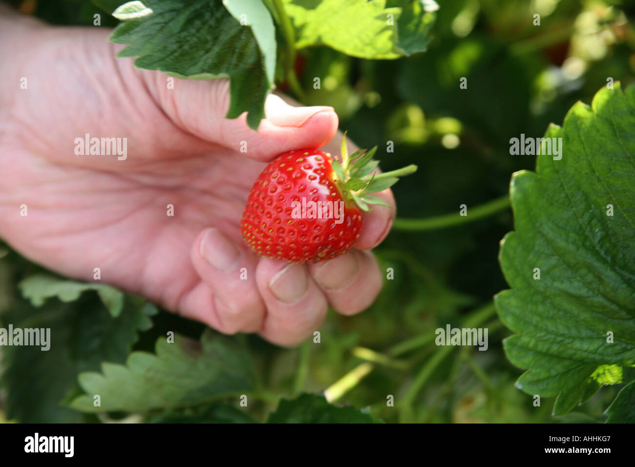 Strawberry picking england hi-res stock photography and images - Alamy