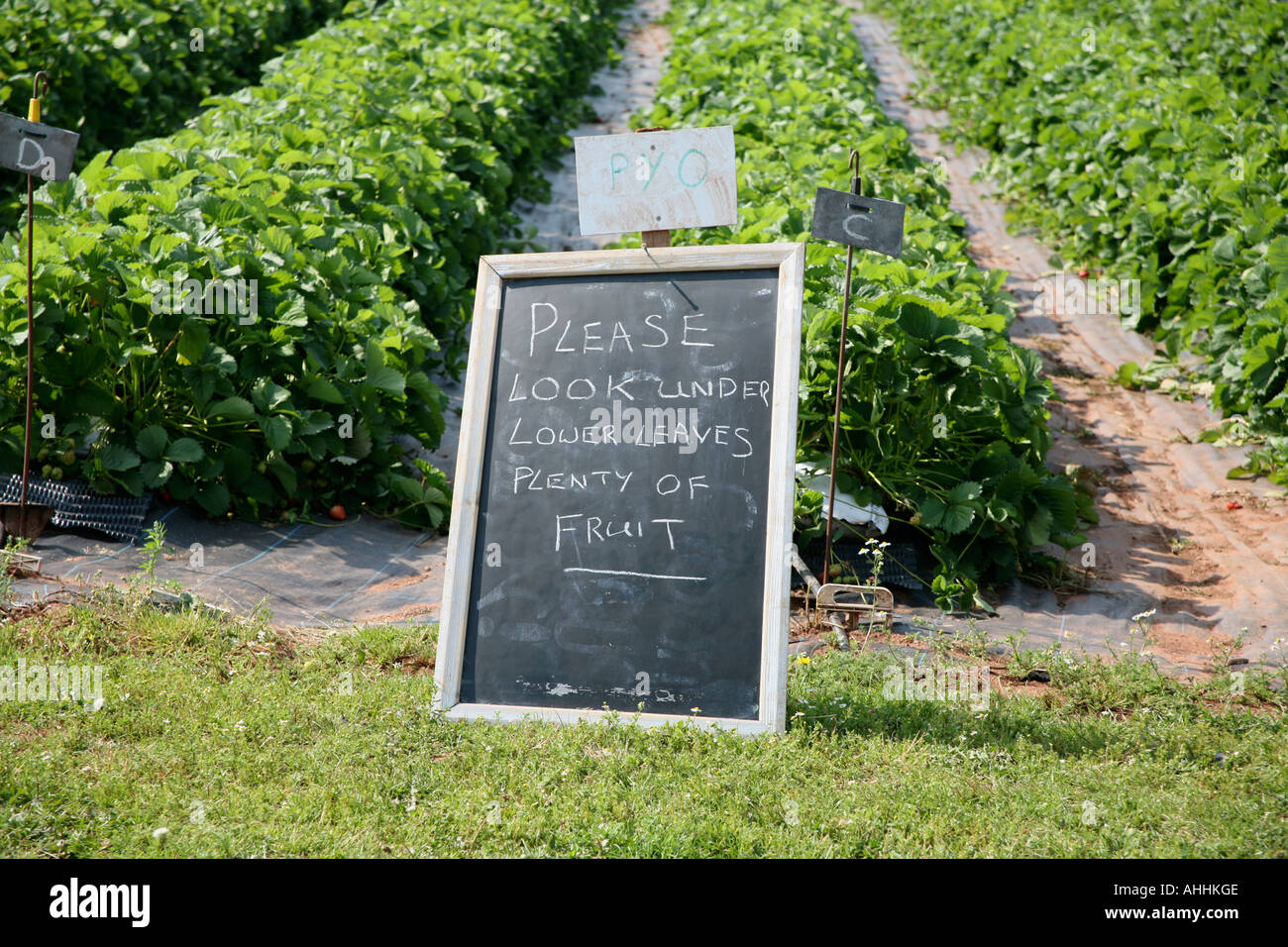 Devon pick your own hi-res stock photography and images - Alamy