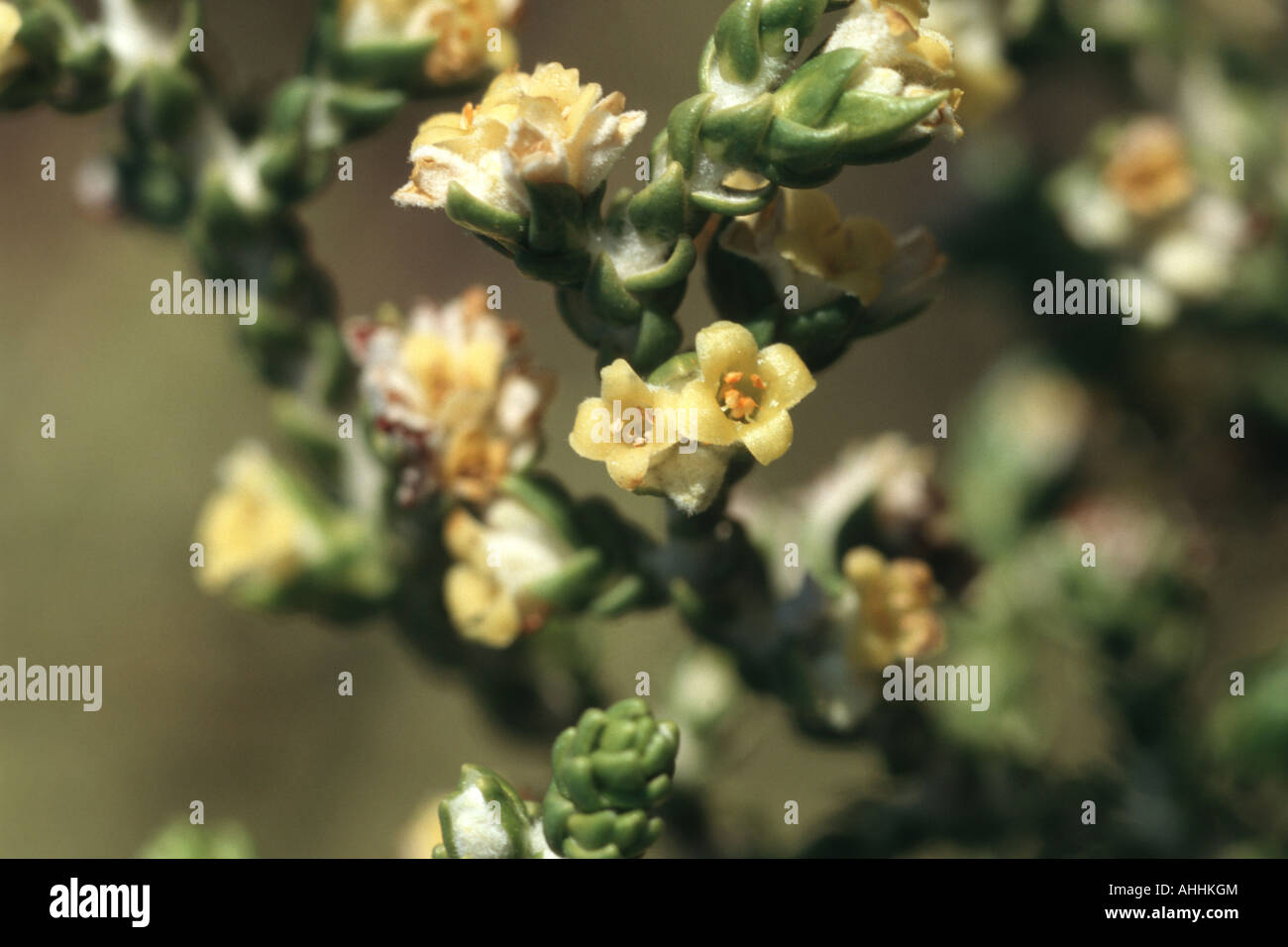 Hairy Thymelaea (Thymelaea hirsuta), blooming plant, Greece, Creta ...