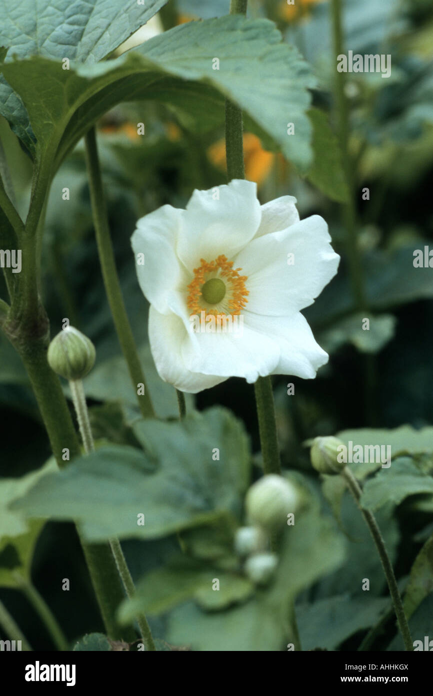 Japanese anemone, Japanese windflower, Chinese anemone (Anemone ...