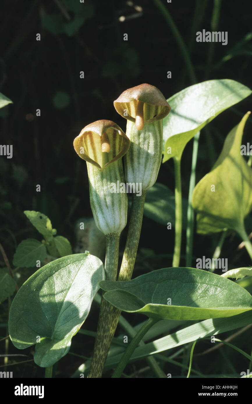 friar's cowl (Arisarum vulgare), plants with blossoms, Spain, Majorca ...