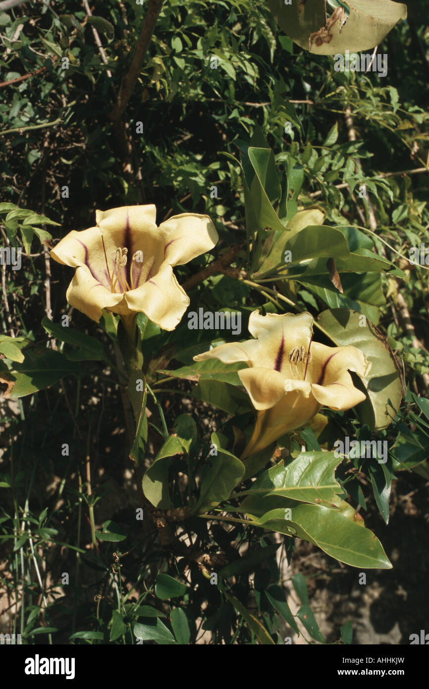 Chalice Vine (Solandra grandiflora), blooming plants Stock Photo - Alamy