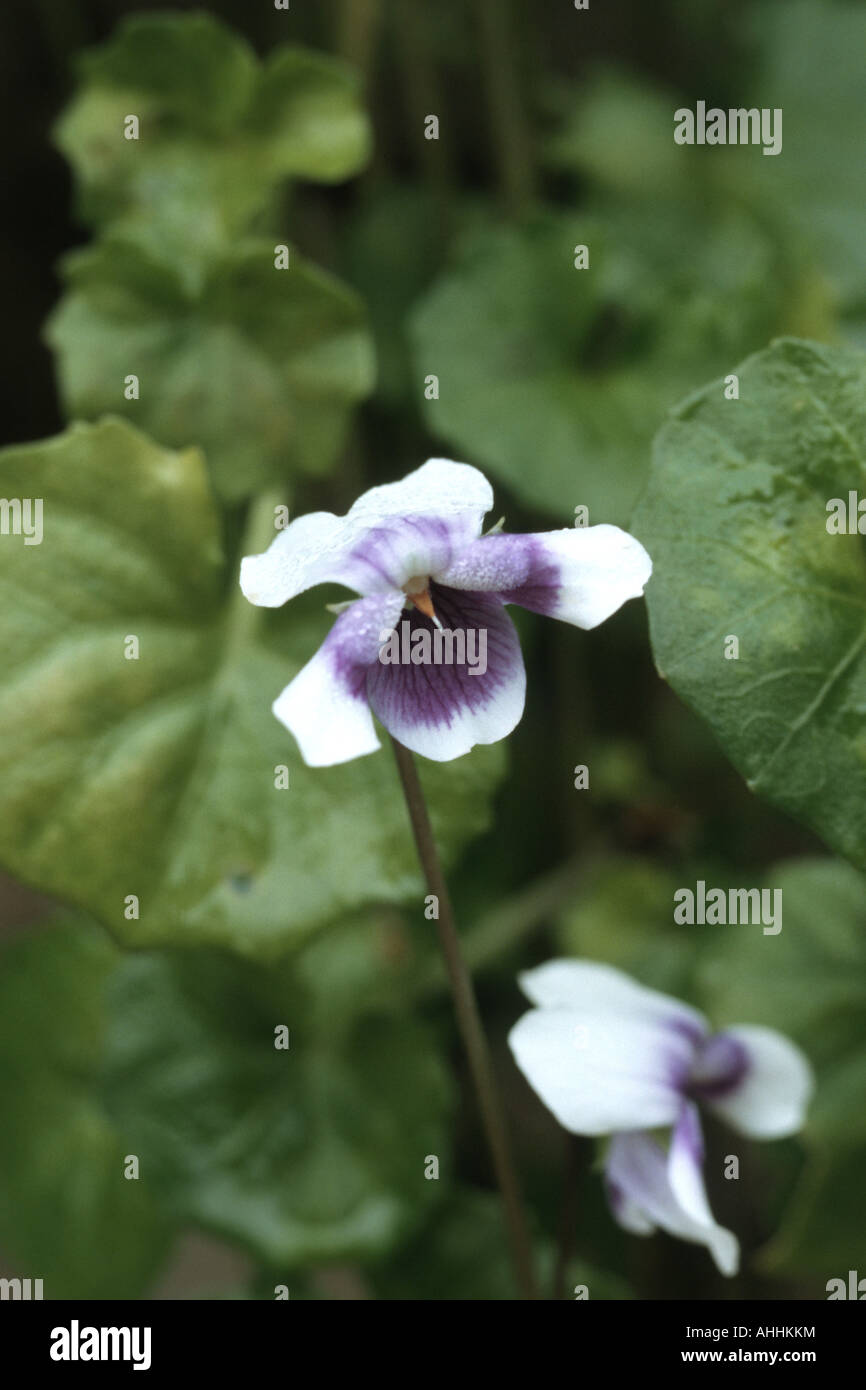 Australian herb hi-res stock photography and images - Alamy