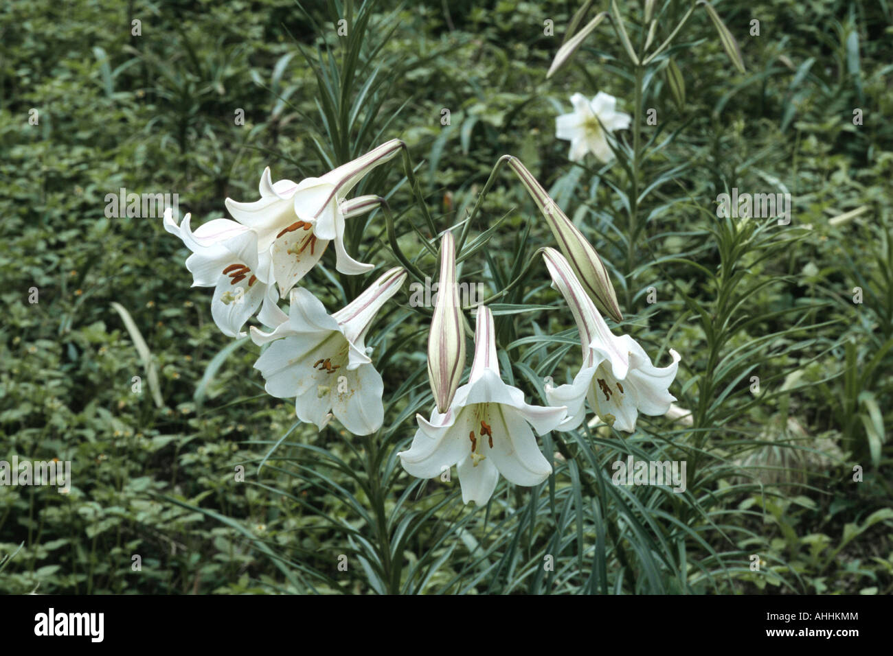 Formosa lily (Lilium formosanum), blooming plant, Taiwan Stock Photo ...