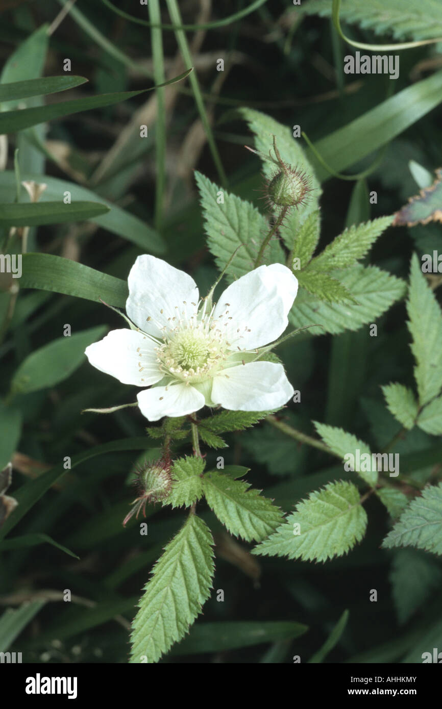 Taiwanese creeping bramble hi-res stock photography and images - Alamy