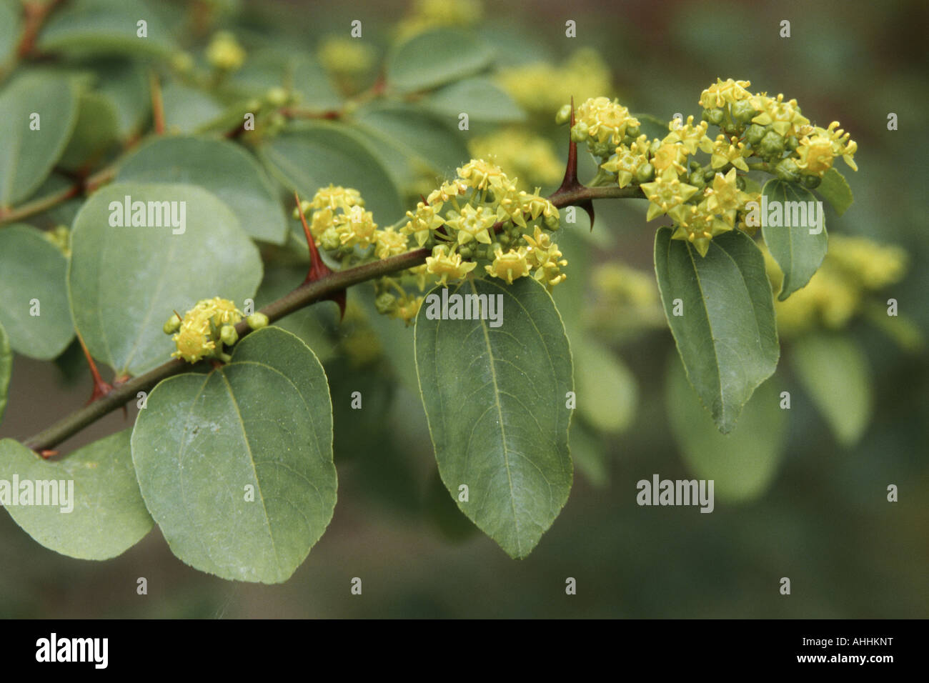 Christ's thorn, Jerusalem thorn (Paliurus spina-christi), blooming ...