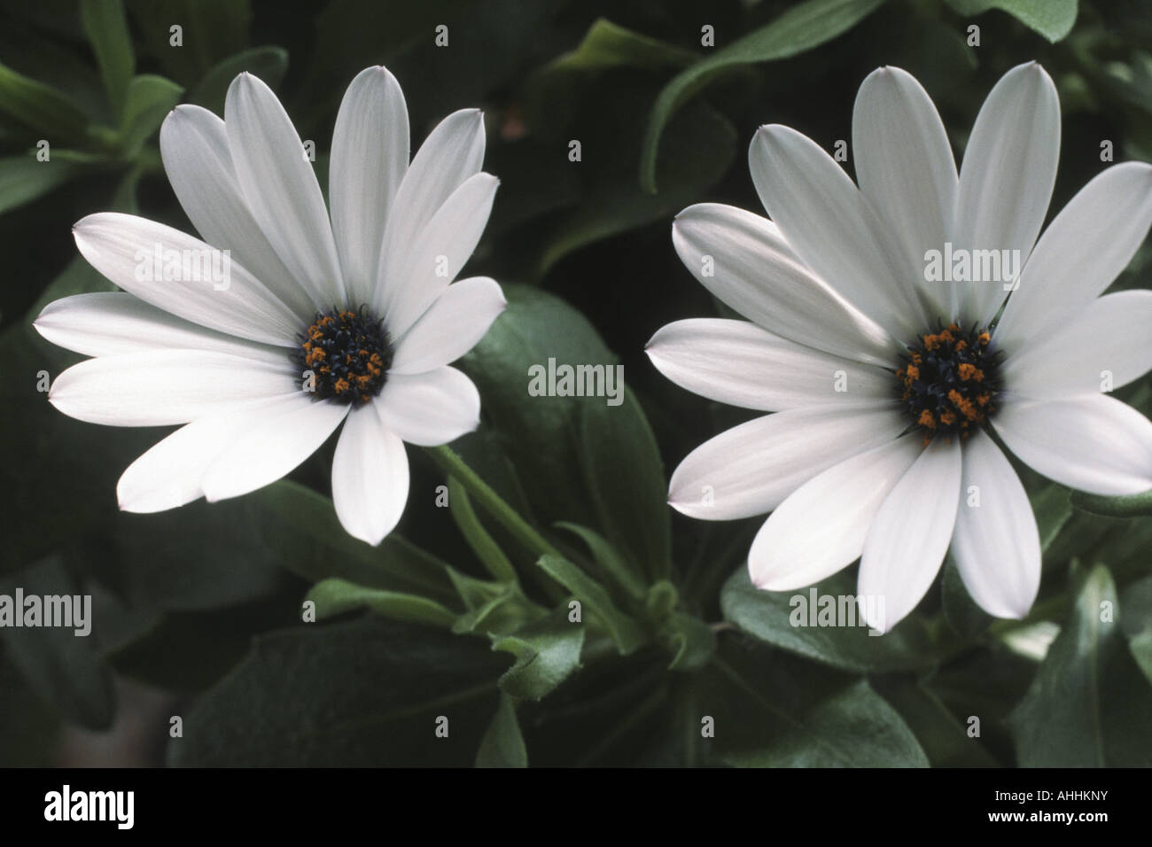 African Daisy, Lavender African Daisy, Norlindh freeway daisy ...