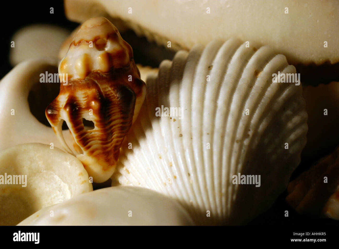 Close up study of marine mollusk shells Stock Photo - Alamy