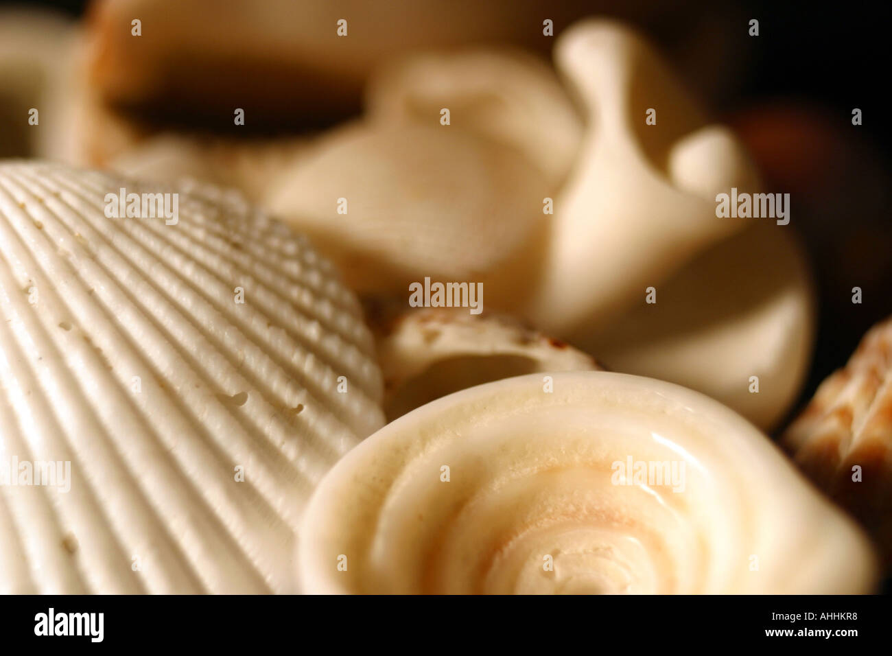 Close up study of marine mollusk shells Stock Photo - Alamy