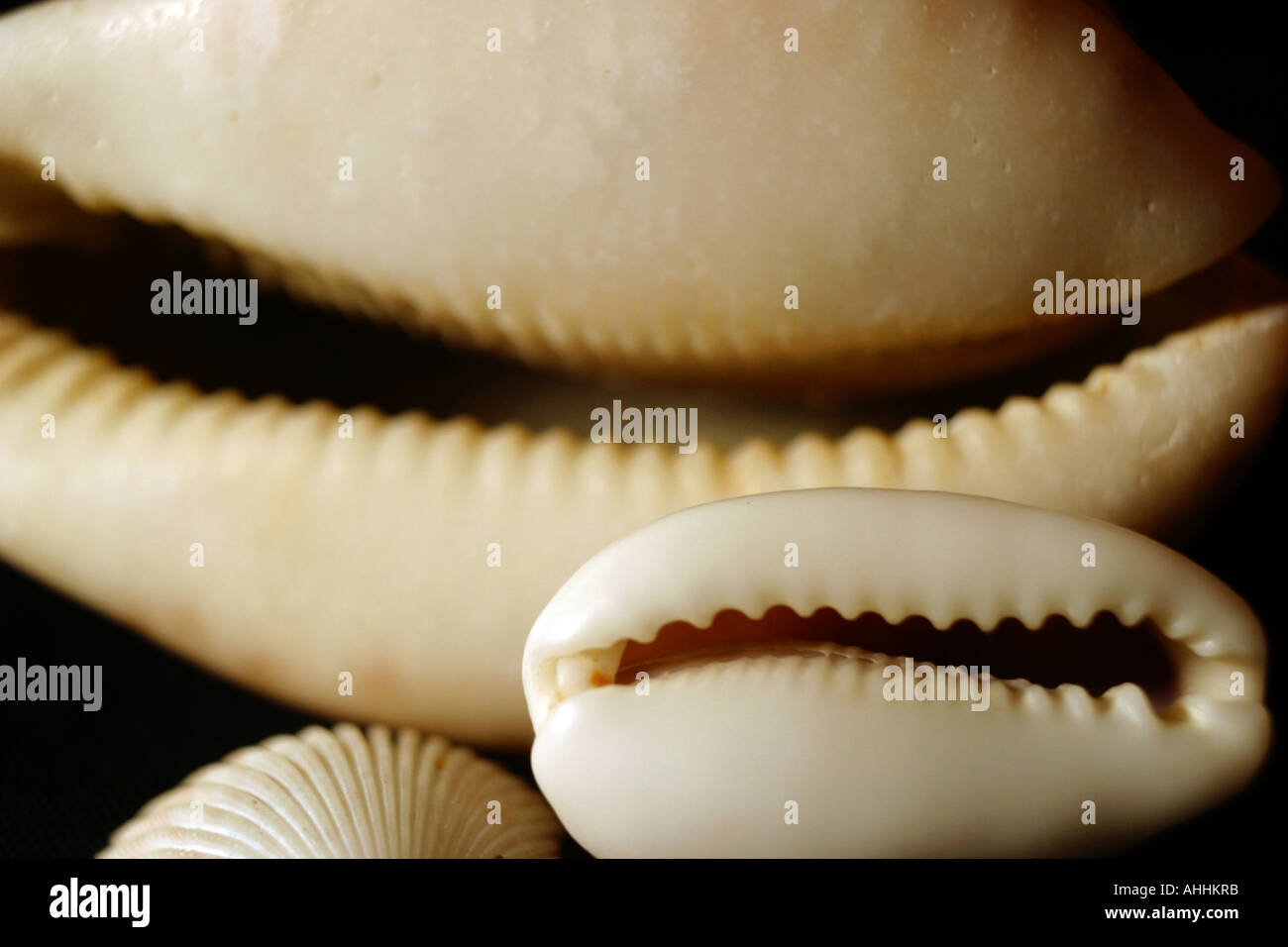 Close up photography of a marine mollusk shell Stock Photo - Alamy