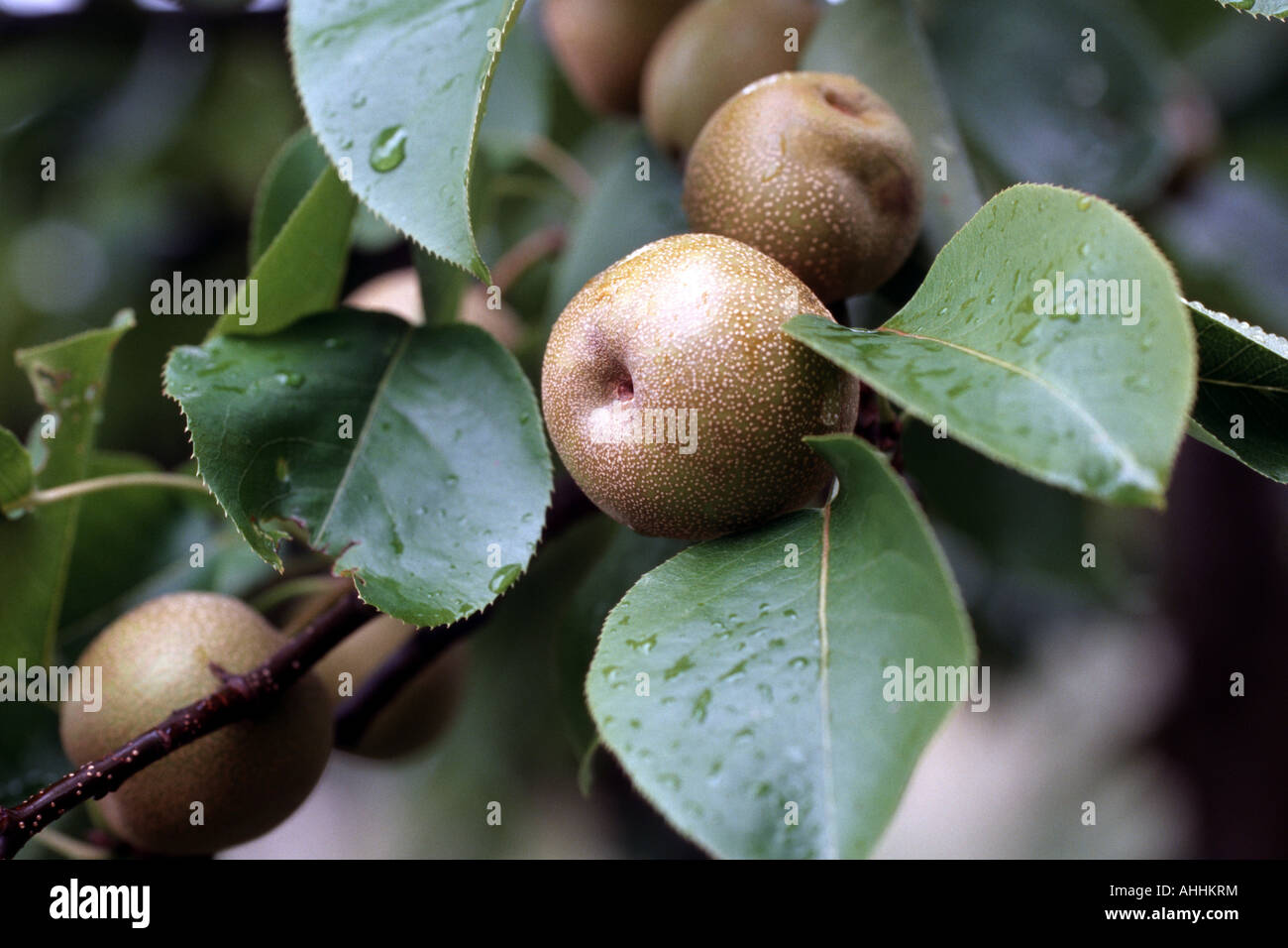Shinseiki Asian pear, Asian pear (Pyrus pyrifolia 'Hosui', Pyrus ...