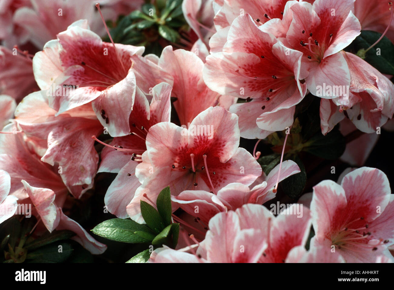 Formosa Azalea High Resolution Stock Photography and Images - Alamy