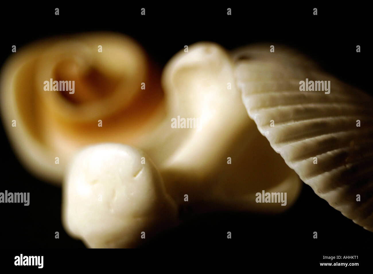 Close up photography of a marine mollusk shell Stock Photo - Alamy