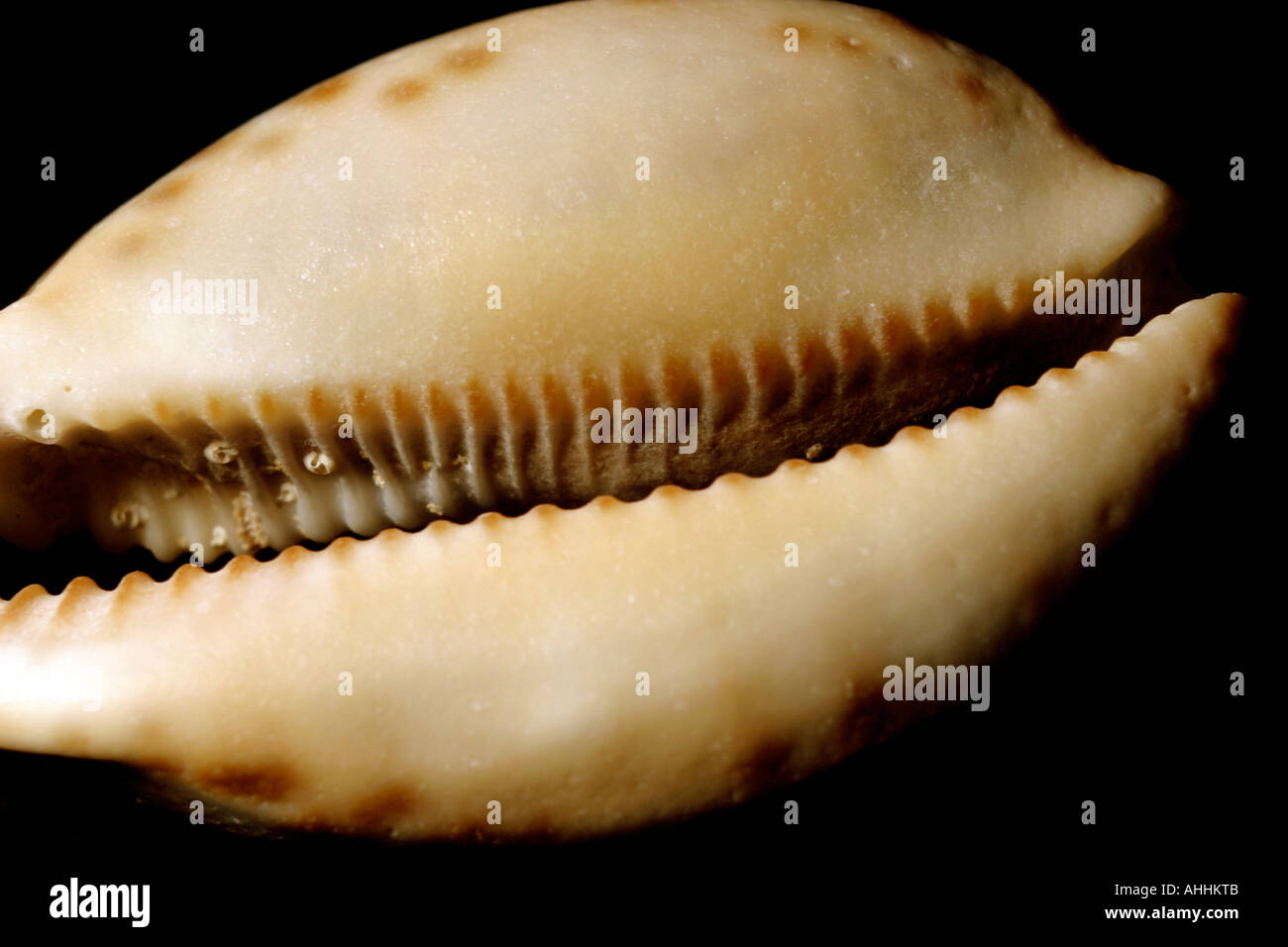 Close up photography of a marine mollusk shell Stock Photo - Alamy