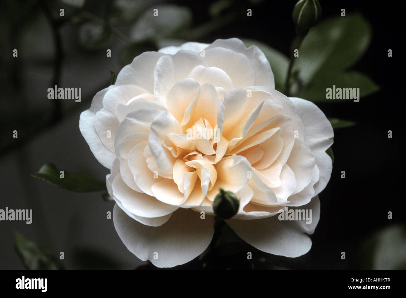 rose (Rosa 'Palace Rose', Rosa Palace Rose), blooming Stock Photo - Alamy