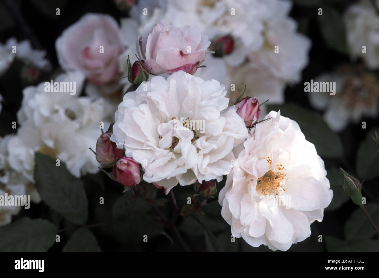 rose (Rosa 'Venusta Pendula', Rosa Venusta Pendula), flower Stock Photo ...