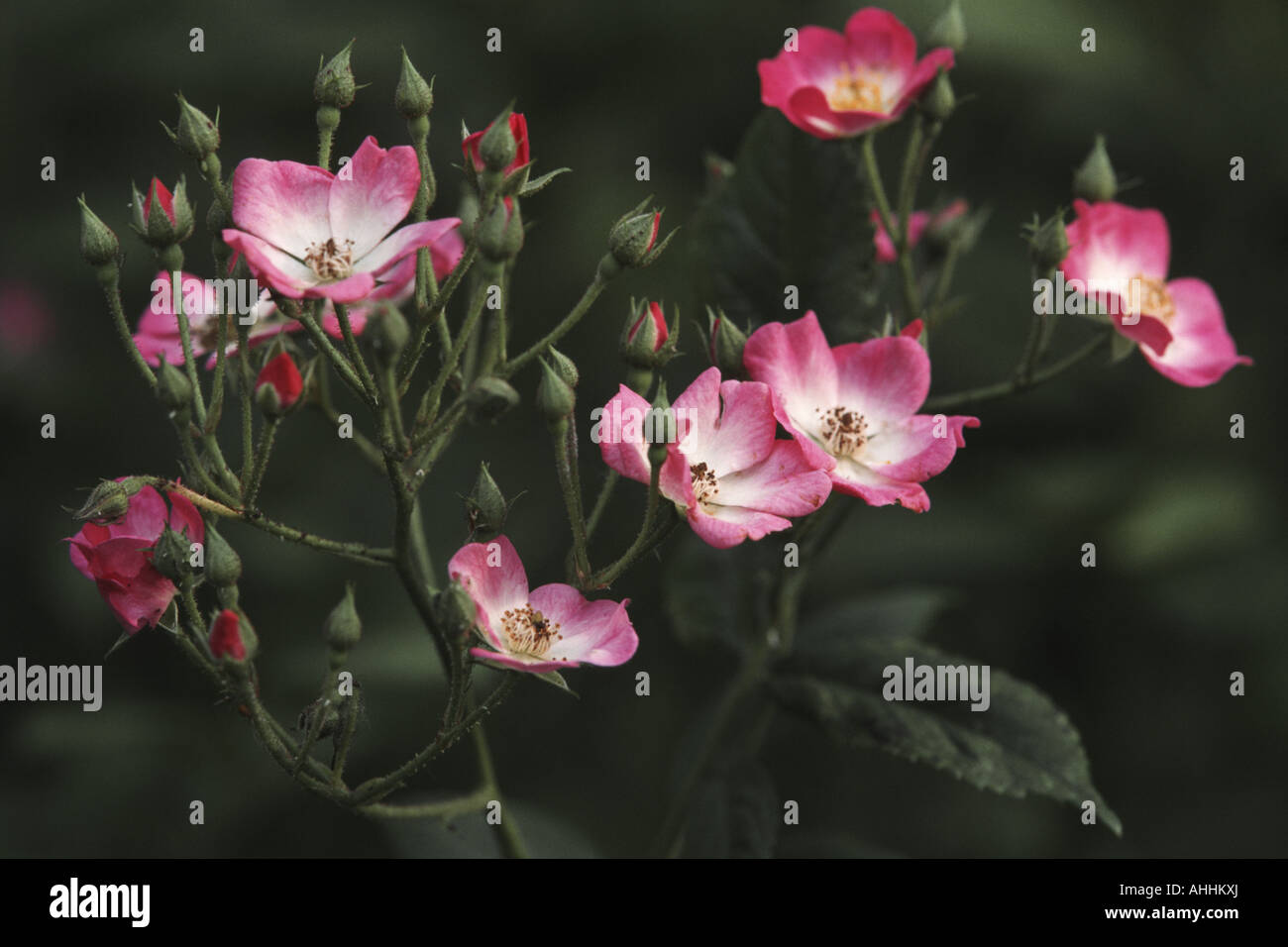 rose (Rosa 'Mozart', Rosa Mozart), flower Stock Photo - Alamy