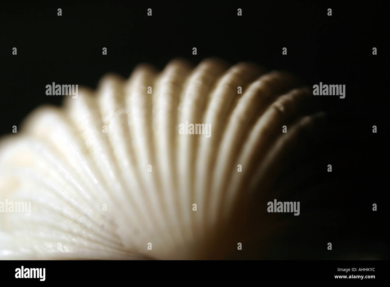 Close up photography of a seashell Stock Photo - Alamy