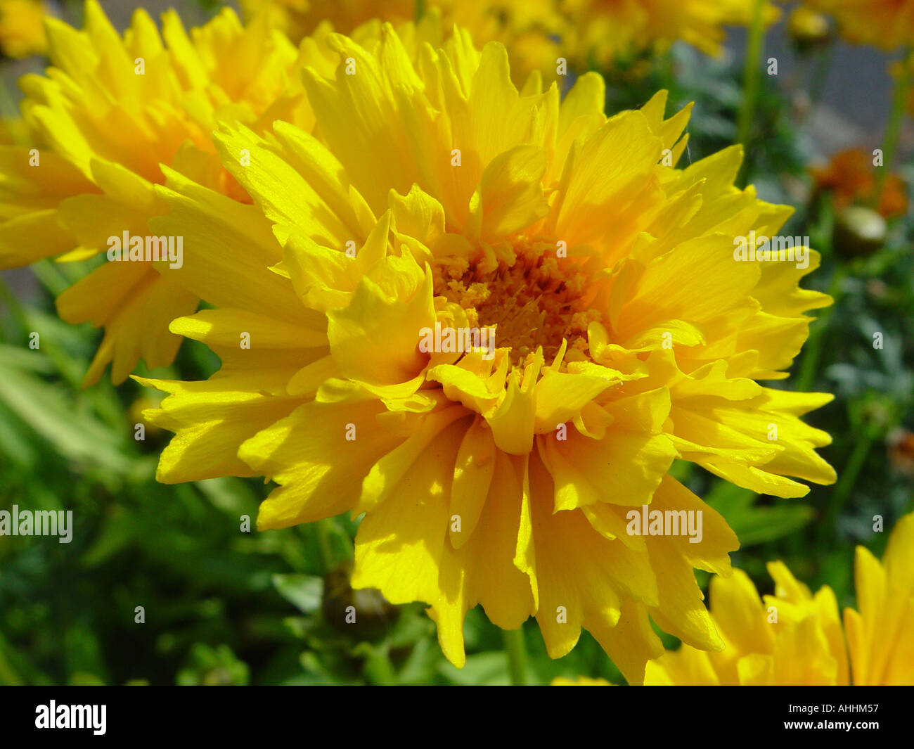 Coreopsis early sunrise hi-res stock photography and images - Alamy