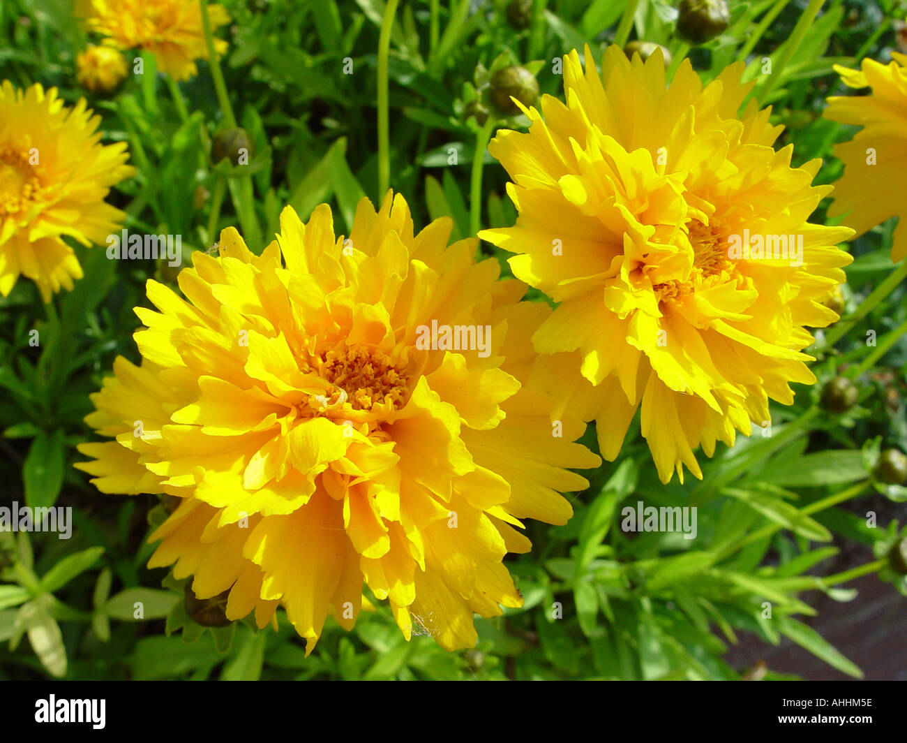 Coreopsis early sunrise hi-res stock photography and images - Alamy