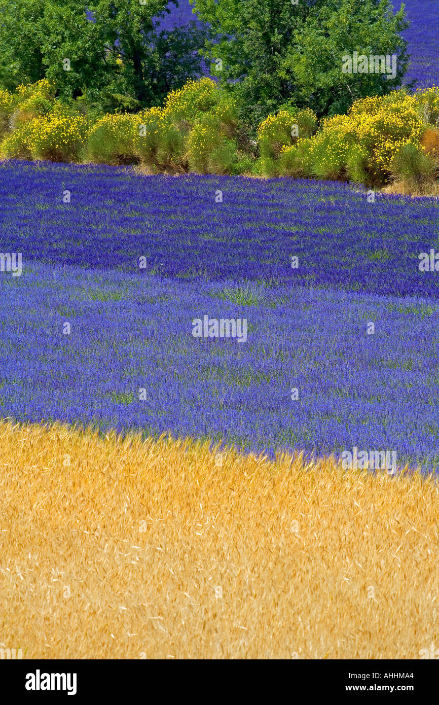 Triticum monococcum spelt field fields hi-res stock photography and ...