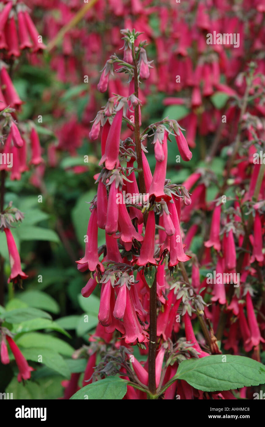 Phygelius phygelius x rectus hi-res stock photography and images - Alamy