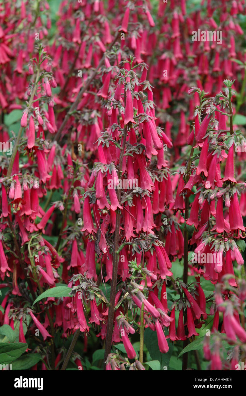 Phygelius x rectus aequalis Sensation Pink flowered perennial sub shrub ...