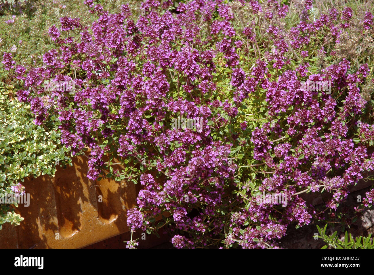 Thymus serpyllum Ruby Beauty Garden culinary herb Stock Photo - Alamy