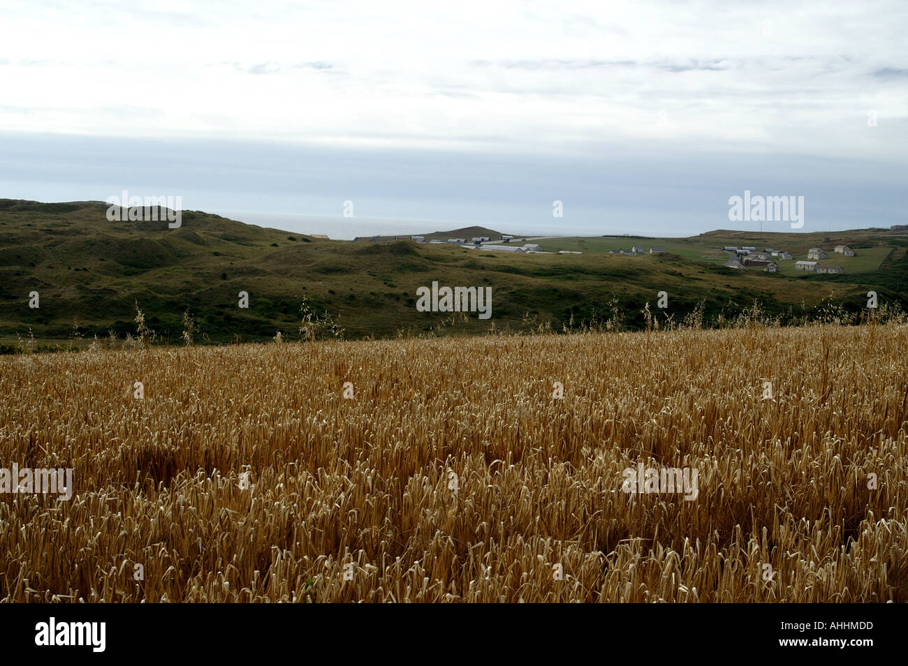 Field of wheat overloking Penhale camp and practise firing range ...