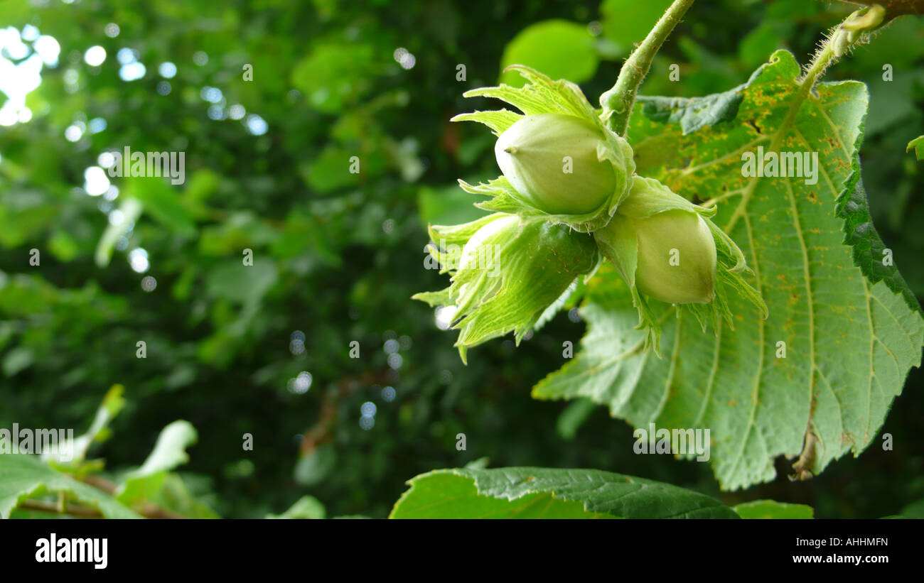 Hazel nut flowers from below hi-res stock photography and images - Alamy