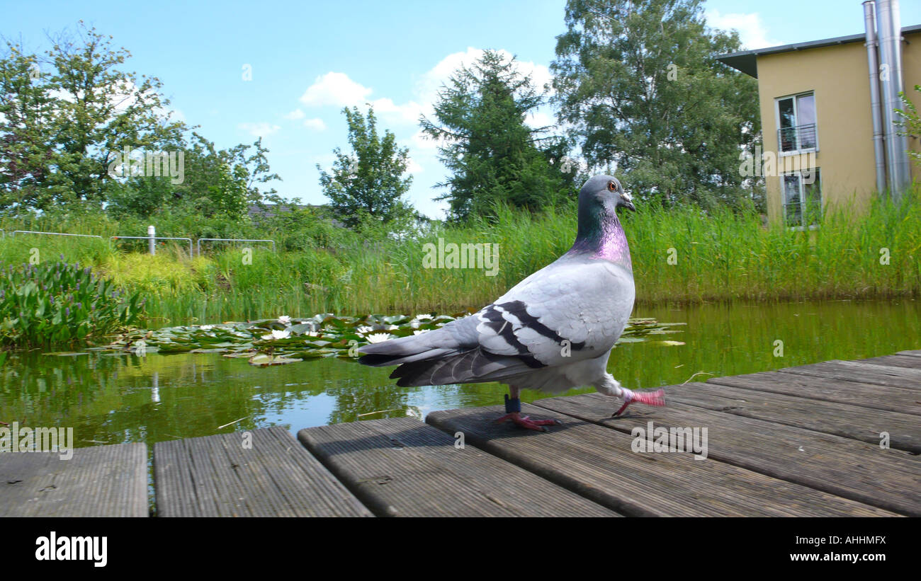 domestic pigeon (Columba livia f. domestica), single animal walking ...