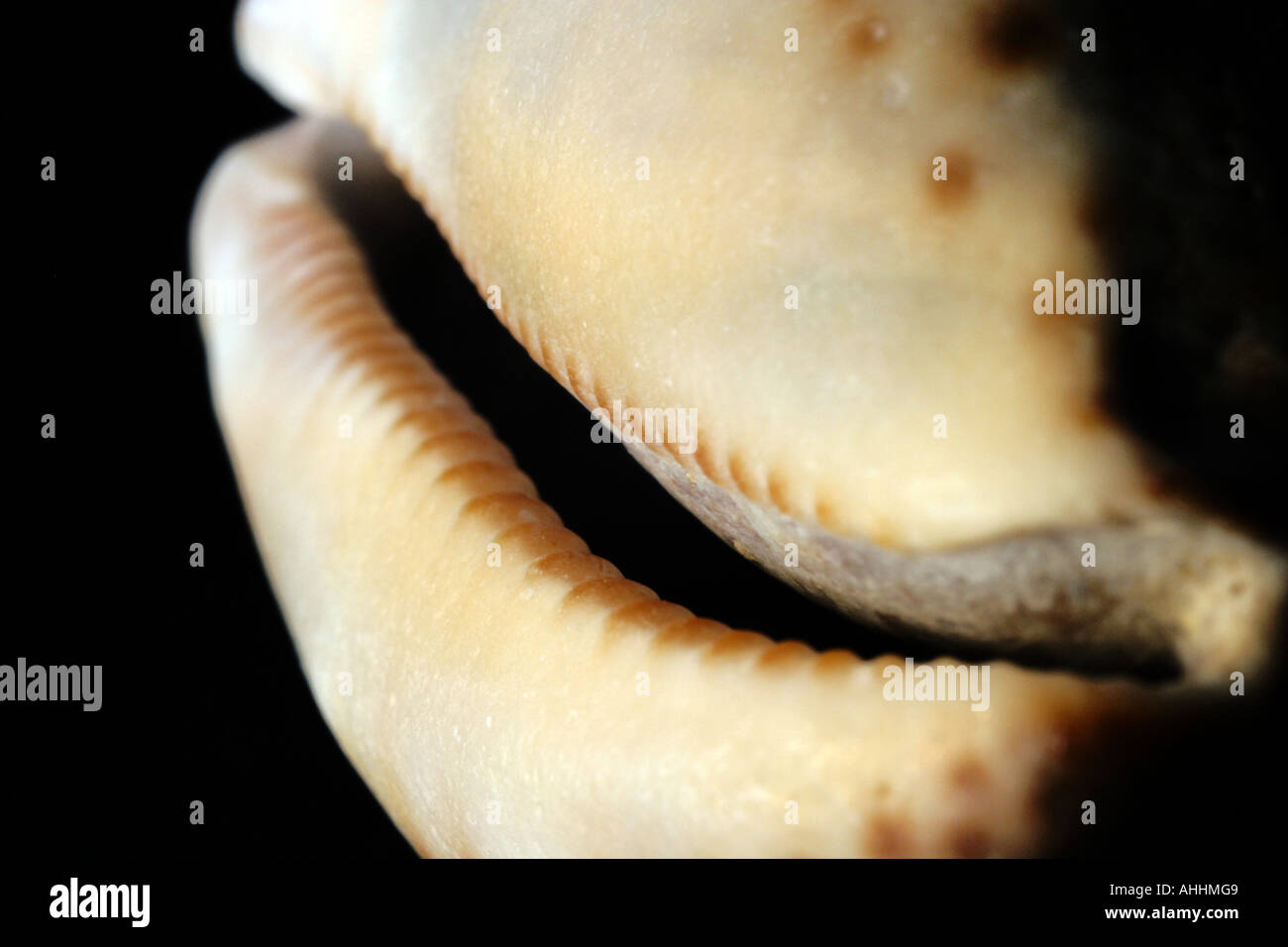 Close up photography of a seashell Stock Photo - Alamy