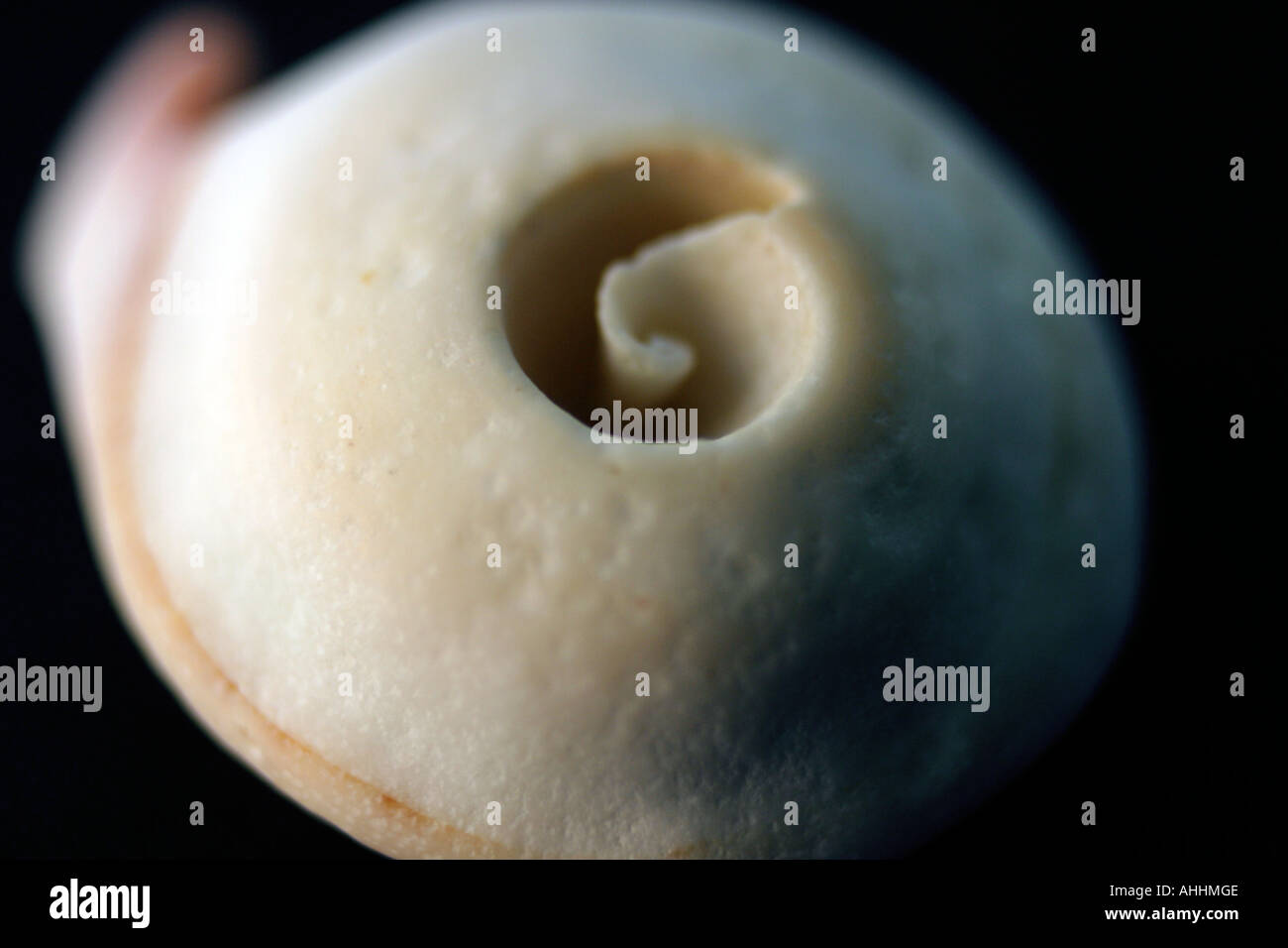 Close up photography of a seashell Stock Photo - Alamy