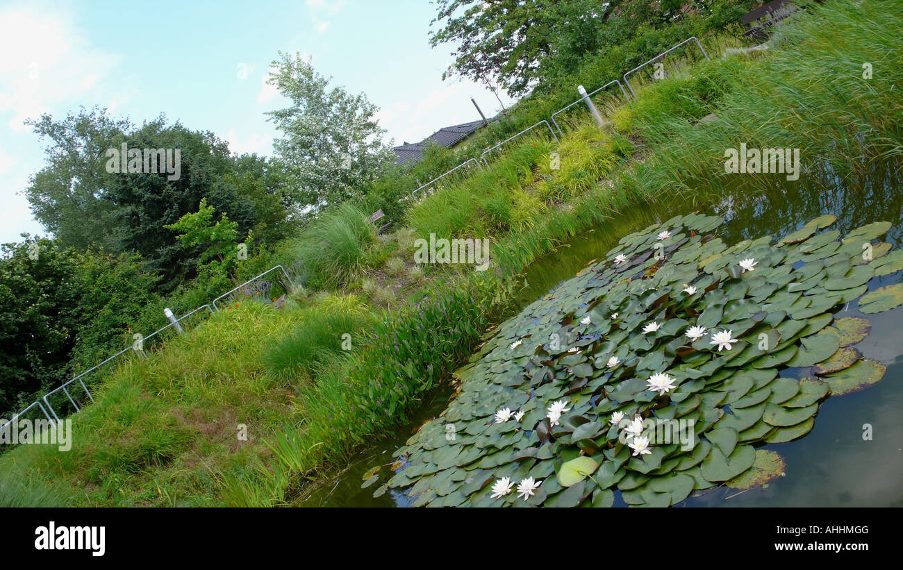 white water-lily, white pond lily (Nymphaea alba), blooming plants in a ...