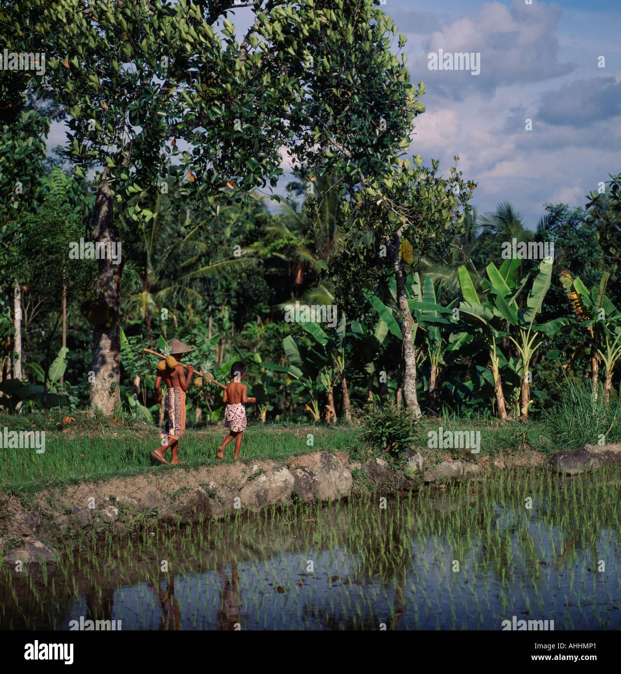 INDONESIA Southeast Asia Java Near Yogyakarta Boys with pineapples on ...